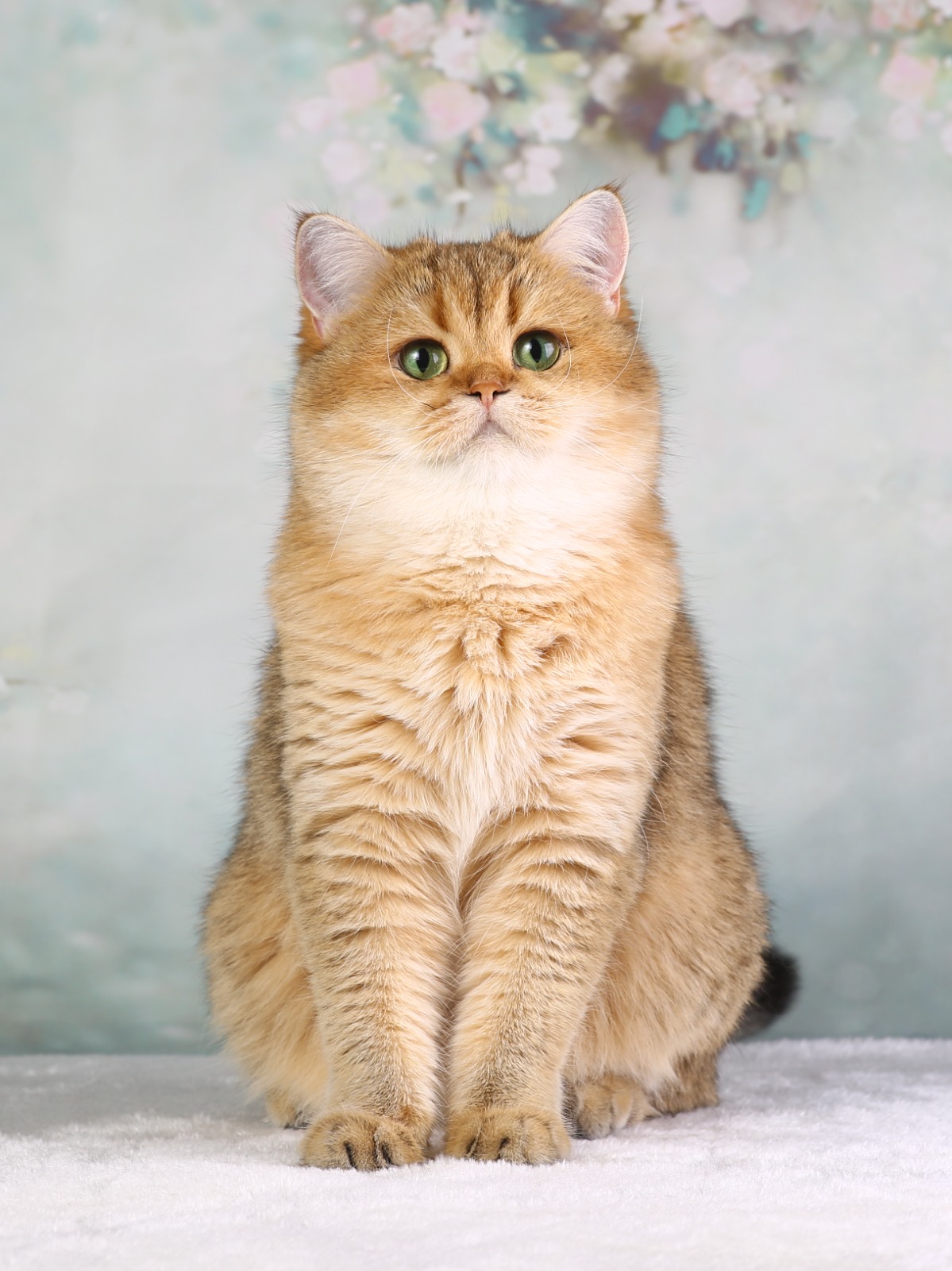 Litter - T2 - Esmaraldus British Cattery